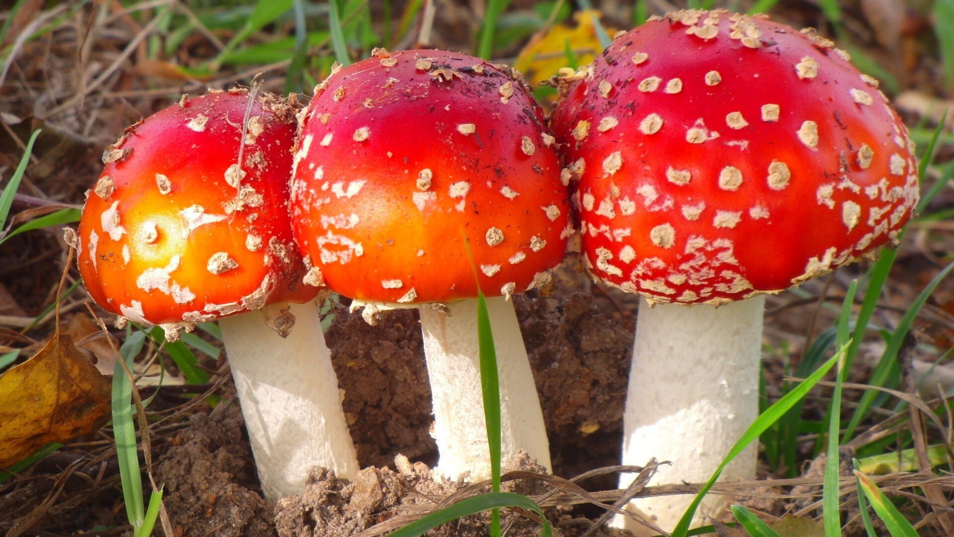 Secret Life of Mushrooms | alum.mit.edu