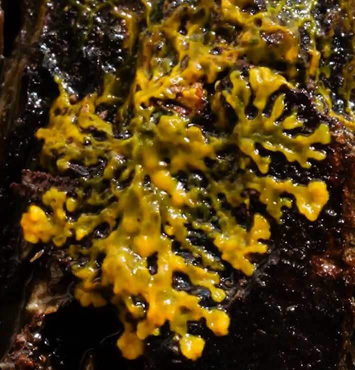 Secret Life of Mushrooms | alum.mit.edu