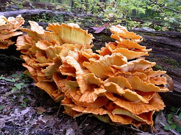 Secret Life of Mushrooms and Fungi | alum.mit.edu