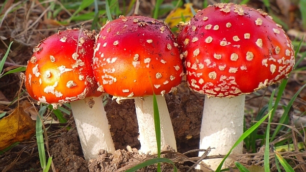 Secret Life of Mushrooms and Fungi | alum.mit.edu